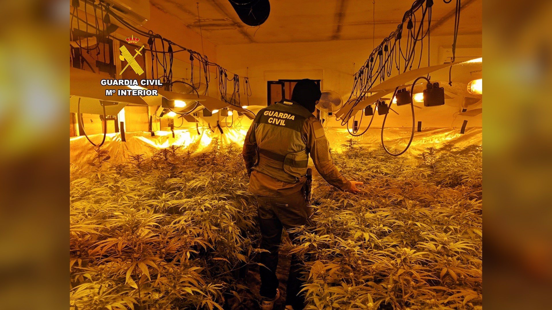 Detenidos tres vecinos de Mérida como responsables de dos invernaderos de marihuana con 931 ...